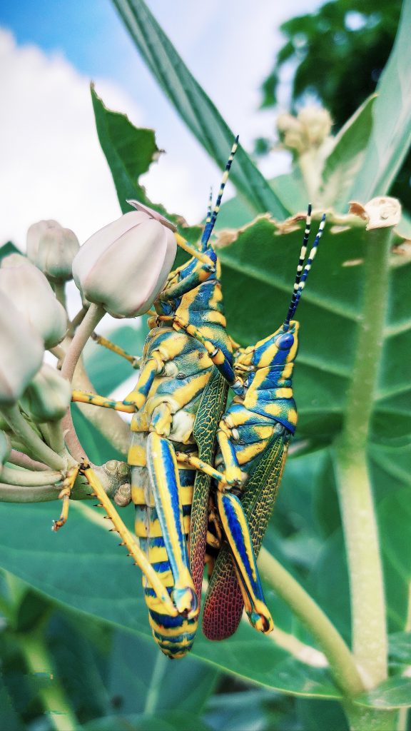 Grasshopper Breeding - PixaHive