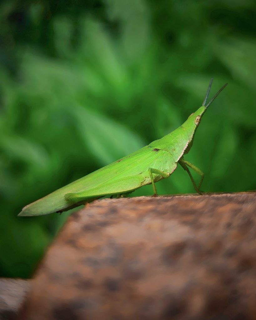 Green Grasshopper - PixaHive