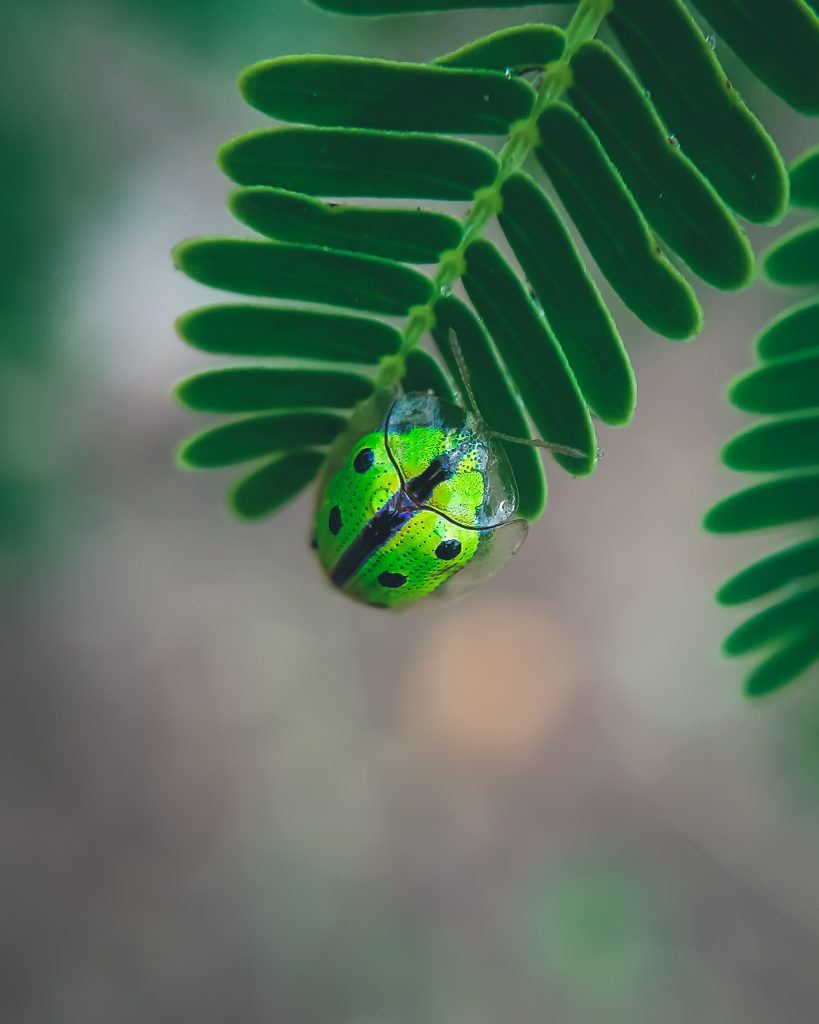 Green ladybug - PixaHive