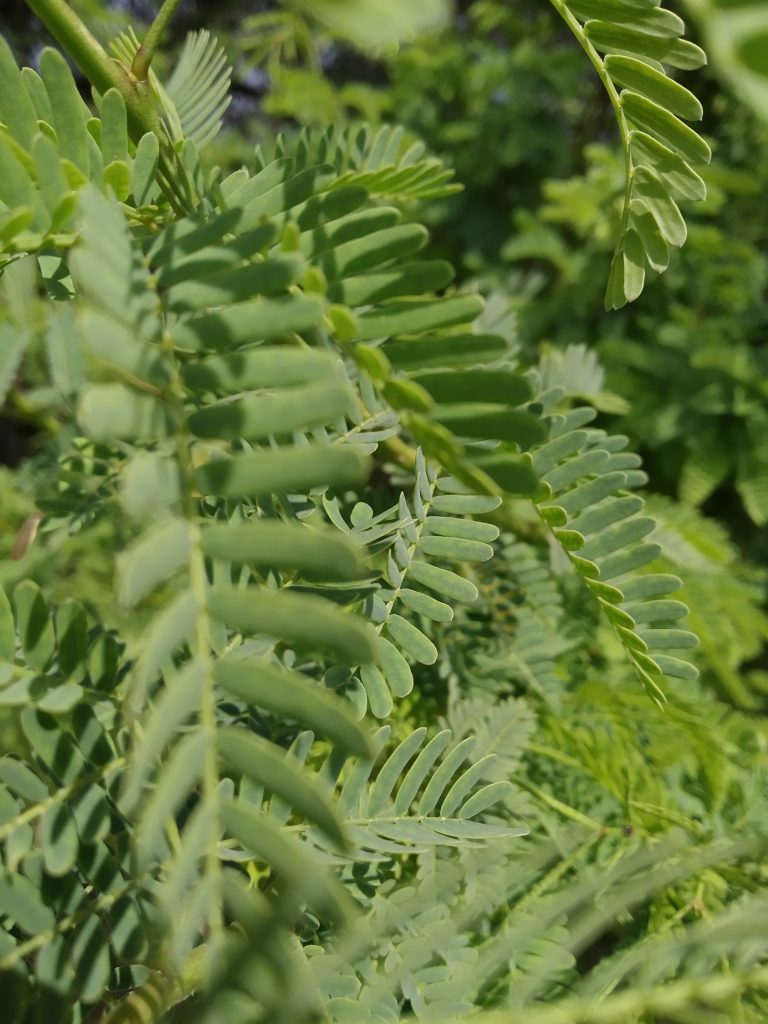 Green leaf - PixaHive