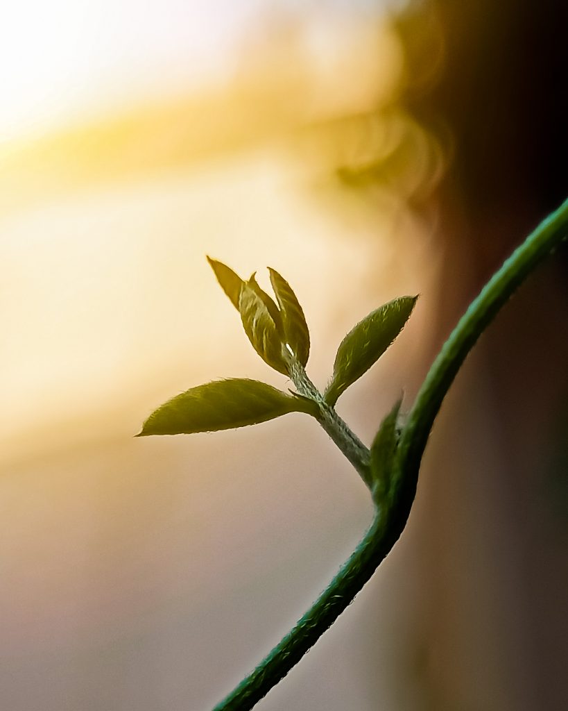 Growing leaf towards the sunshine - PixaHive