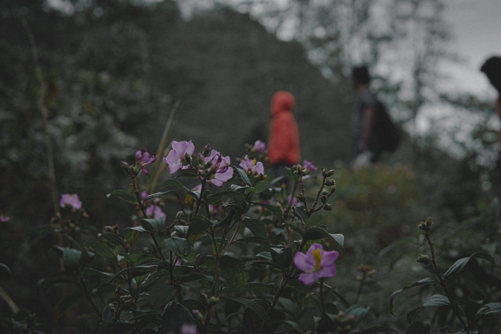 Guys in forest - PixaHive