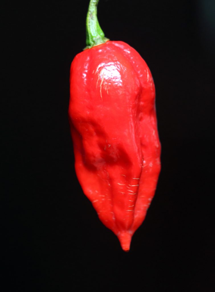 Hottest chilli - PixaHive