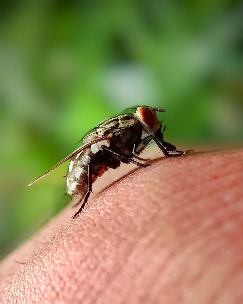 House fly - PixaHive