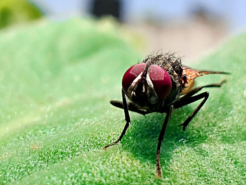 House fly insect - PixaHive