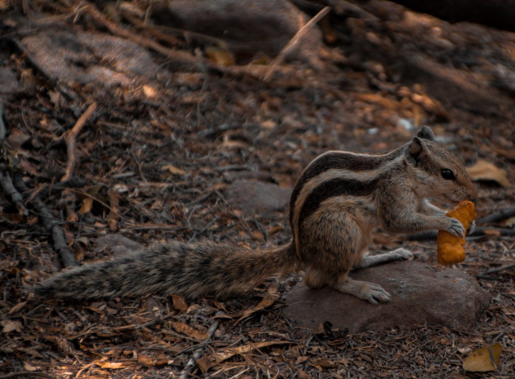 Hungry squirrel - PixaHive