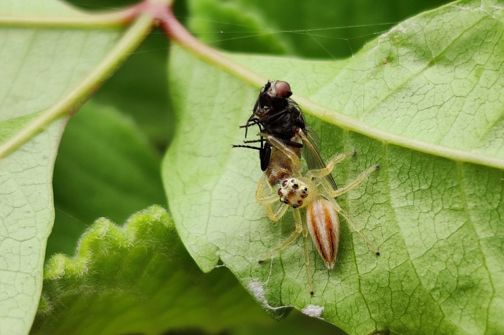 Spider hunting a fly - PixaHive