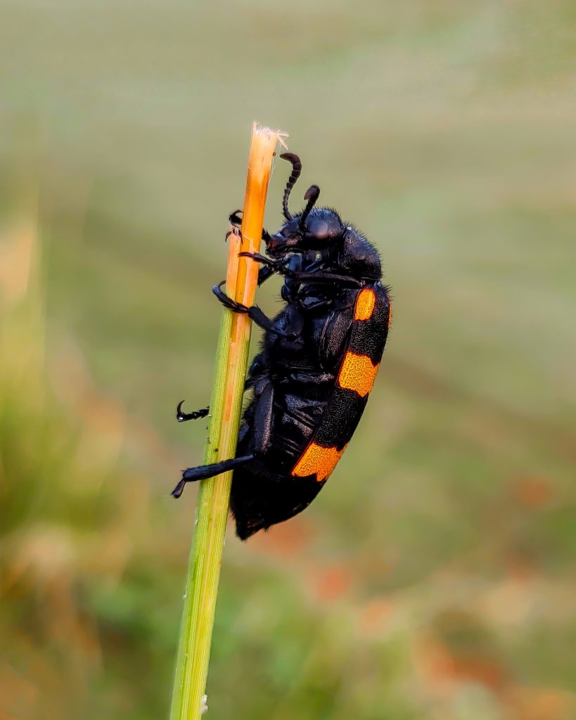 Hycleus Beetle in a thin branch - PixaHive