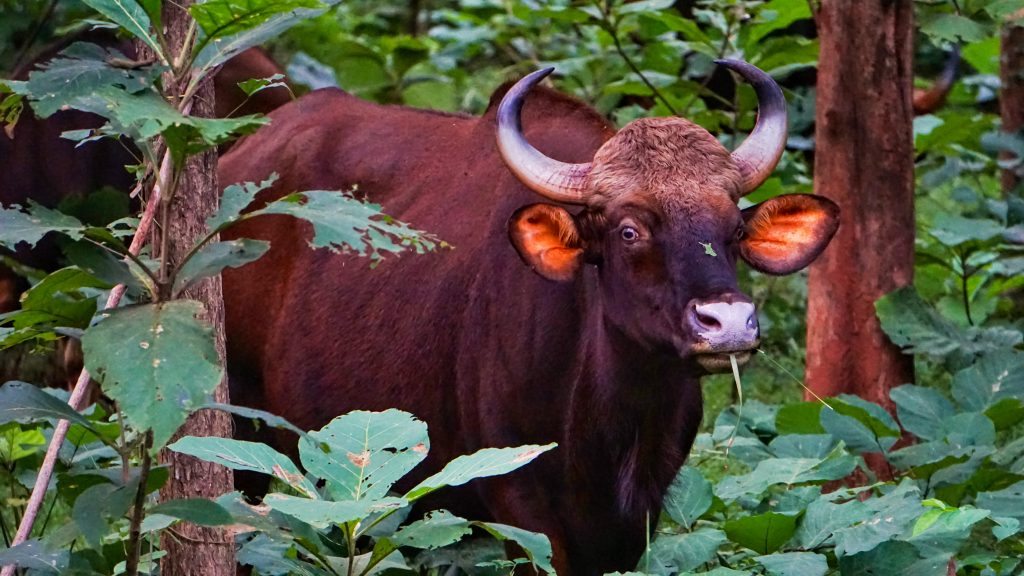 Indian gaur - PixaHive