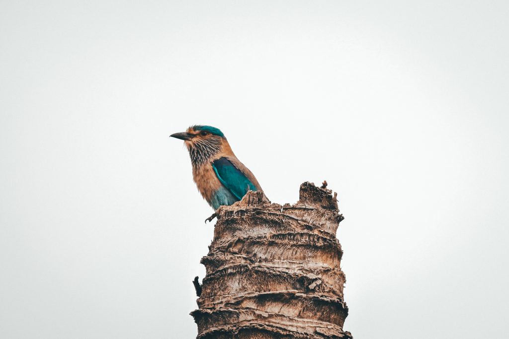 Indian roller bird - PixaHive