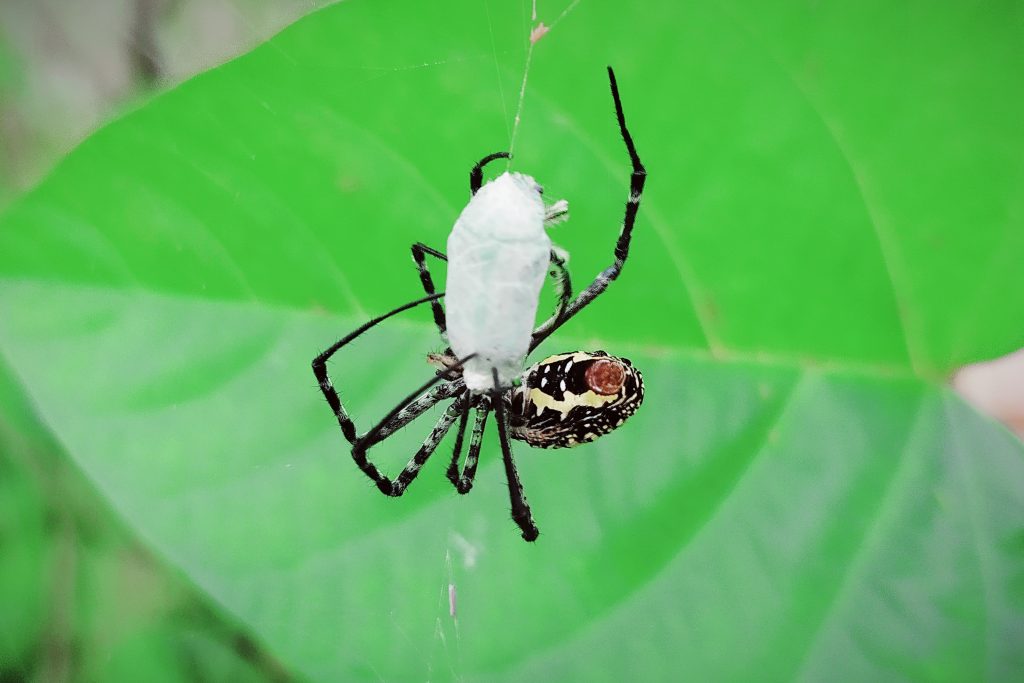 Indian ?️spider having food ?️ - PixaHive