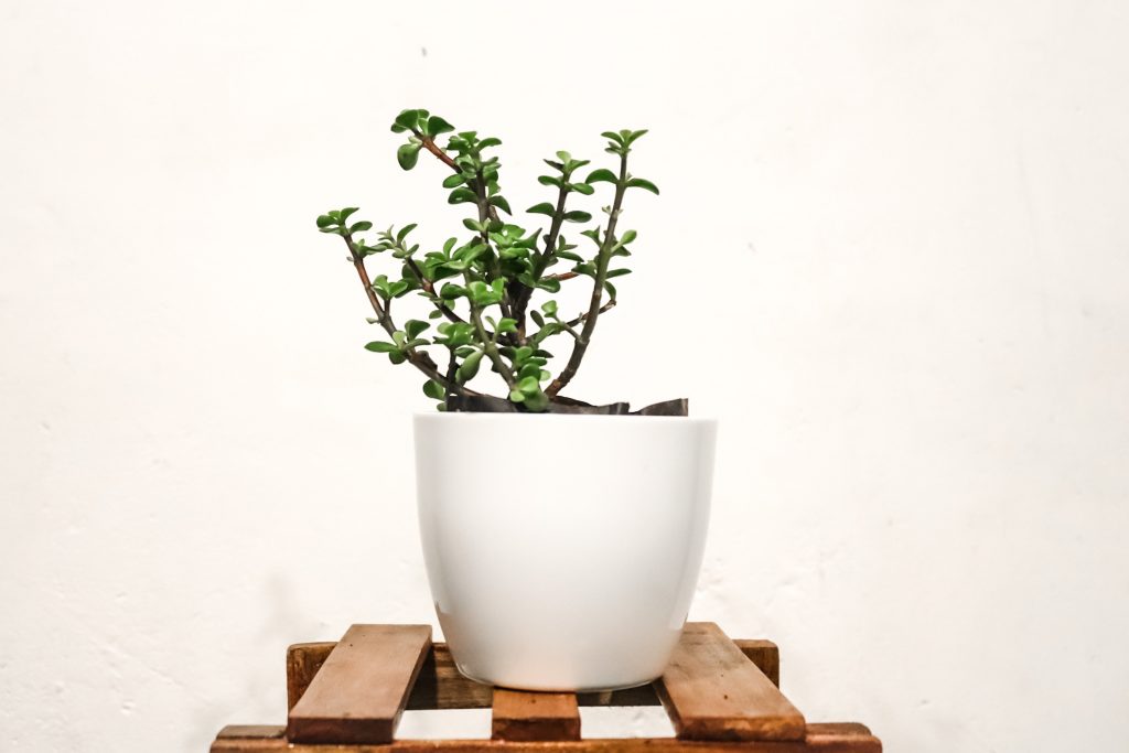 Indoor Plant - PixaHive