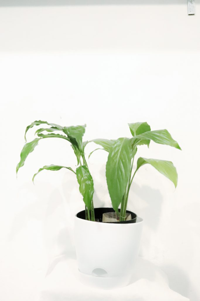 Indoor plant - PixaHive