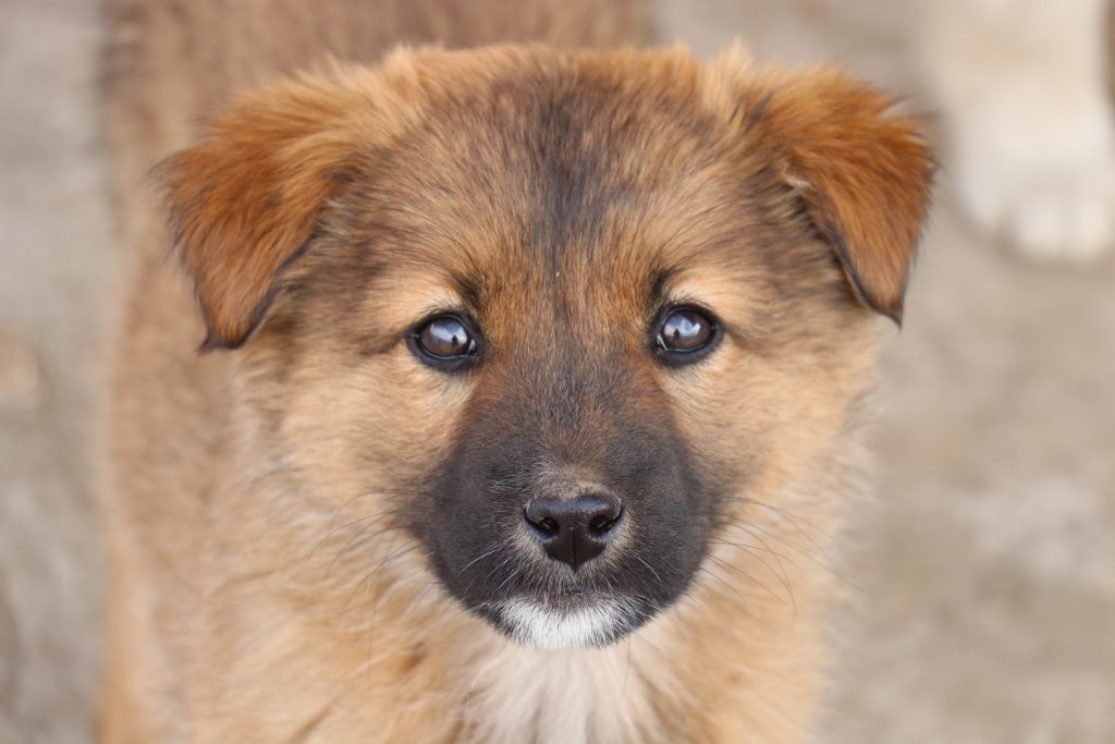 Innocent pet - PixaHive