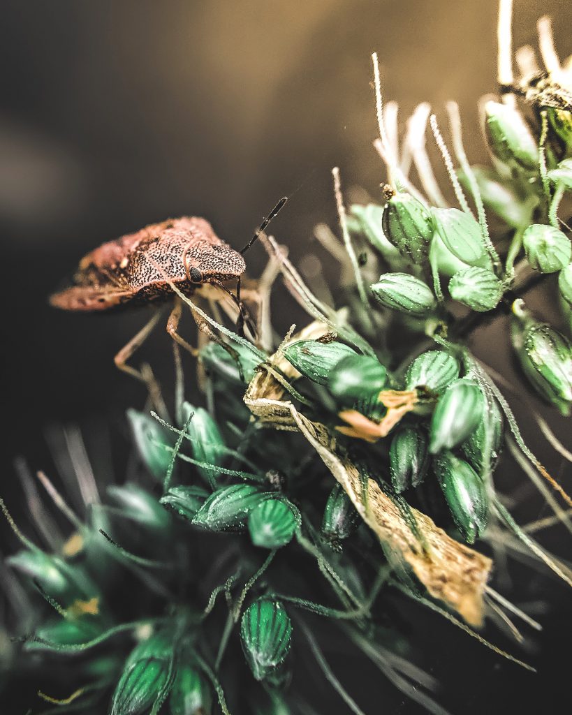 Insect….? - PixaHive