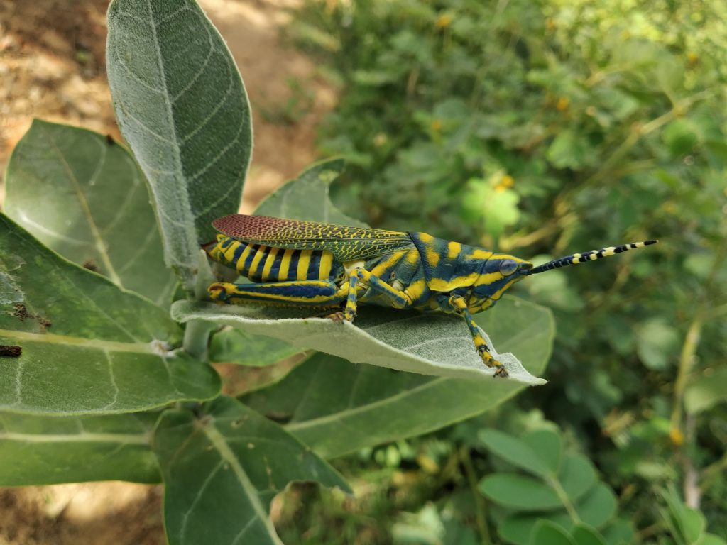 Insects Beauty - PixaHive