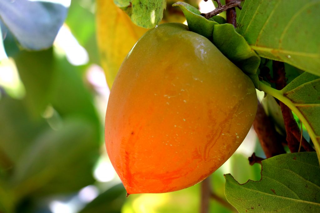 Japanese fruit - PixaHive