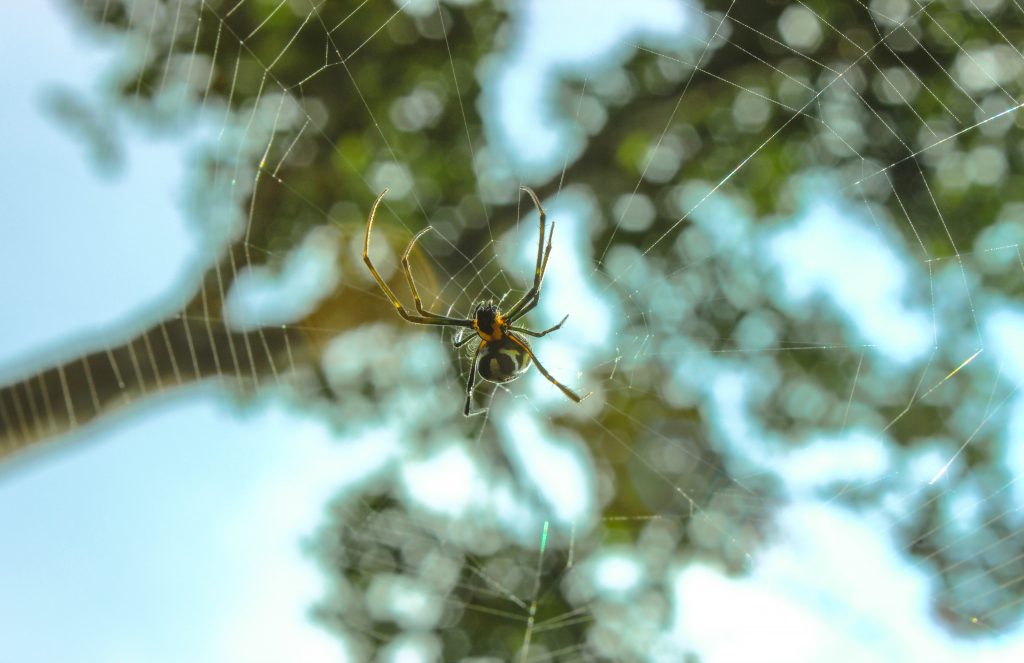 Jungle Spider - PixaHive