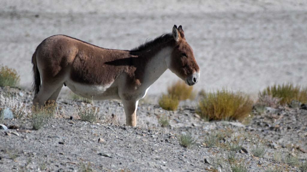 Kyang or Tibetan Wild Ass at Ladakh - PixaHive