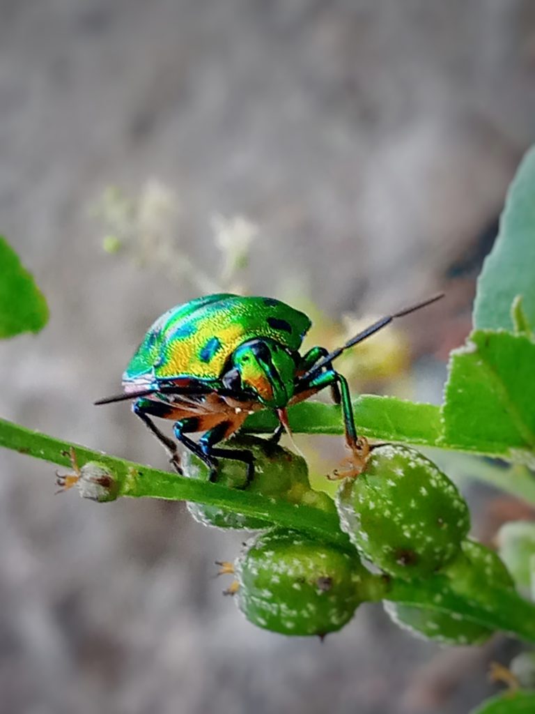 Leaf Beetle - PixaHive