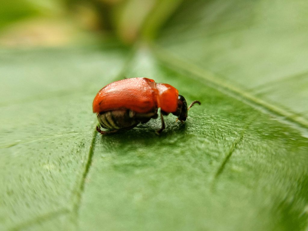Leaf Beetle Close-up - PixaHive