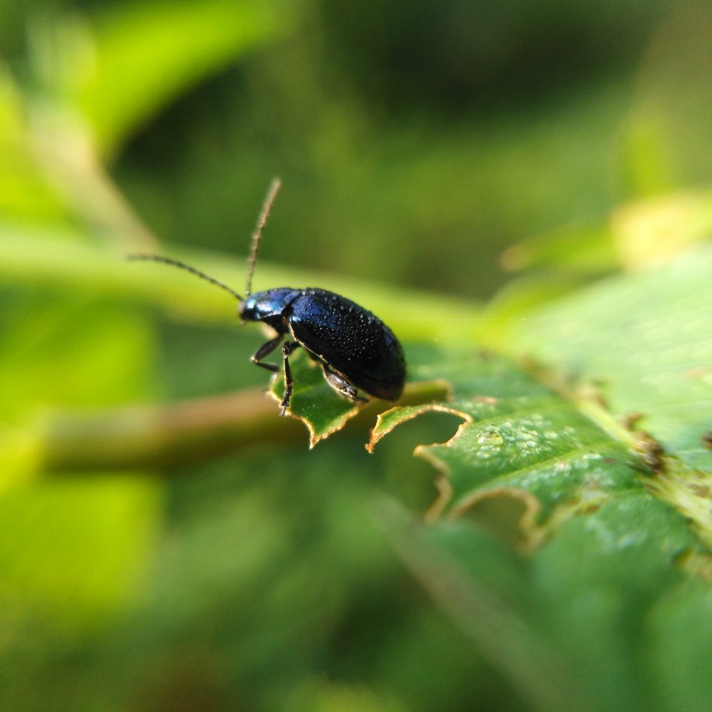 Leaf Beetle Close-up - PixaHive