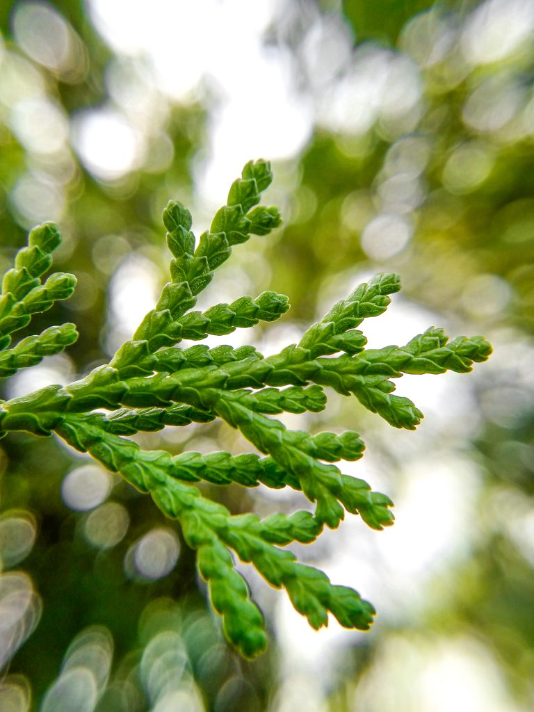 Leaf and bokeh - PixaHive