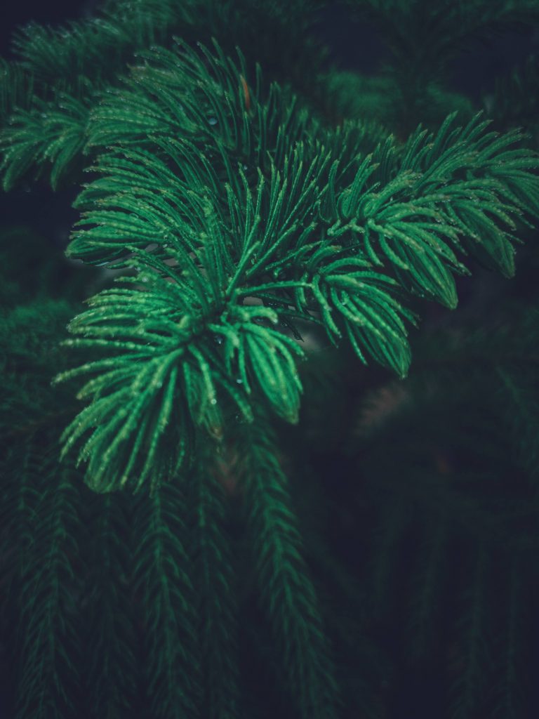 Leaves of pine tree - PixaHive