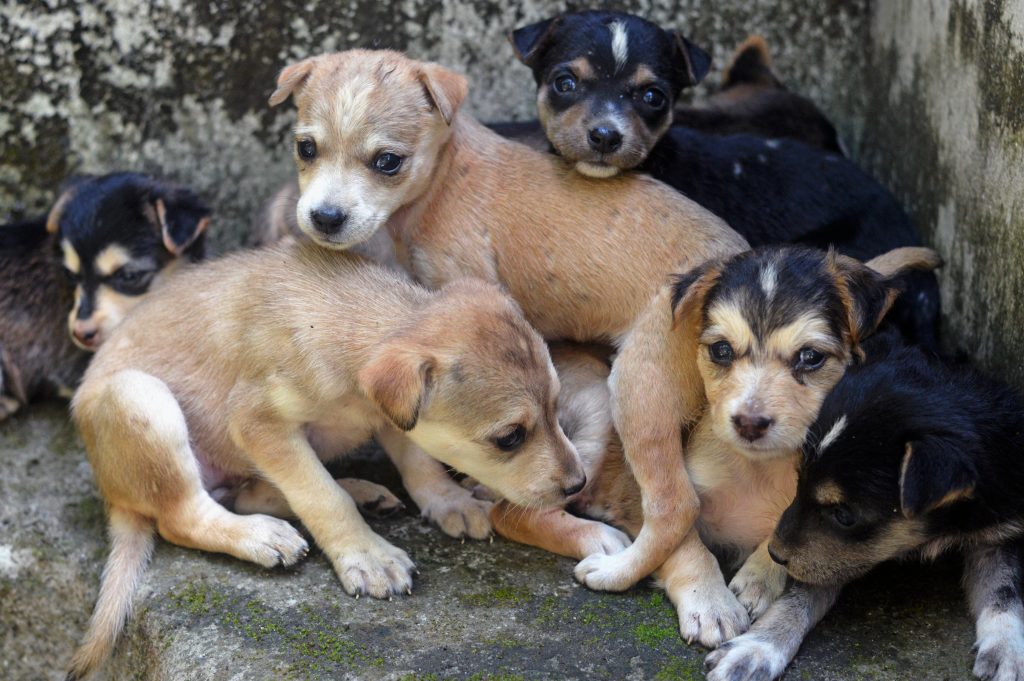 Litter of puppies - PixaHive