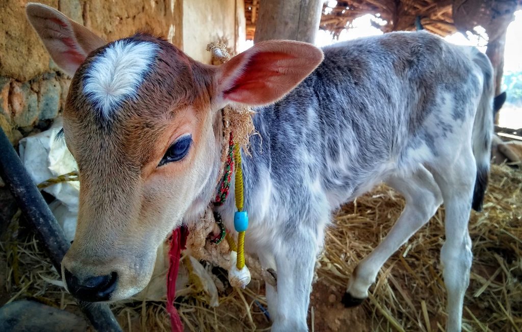 Little Cow - PixaHive