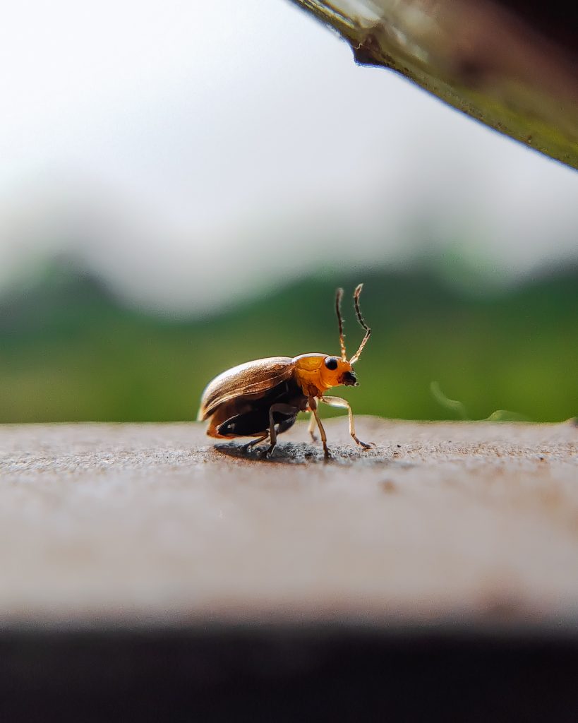 Little insect in focus - PixaHive
