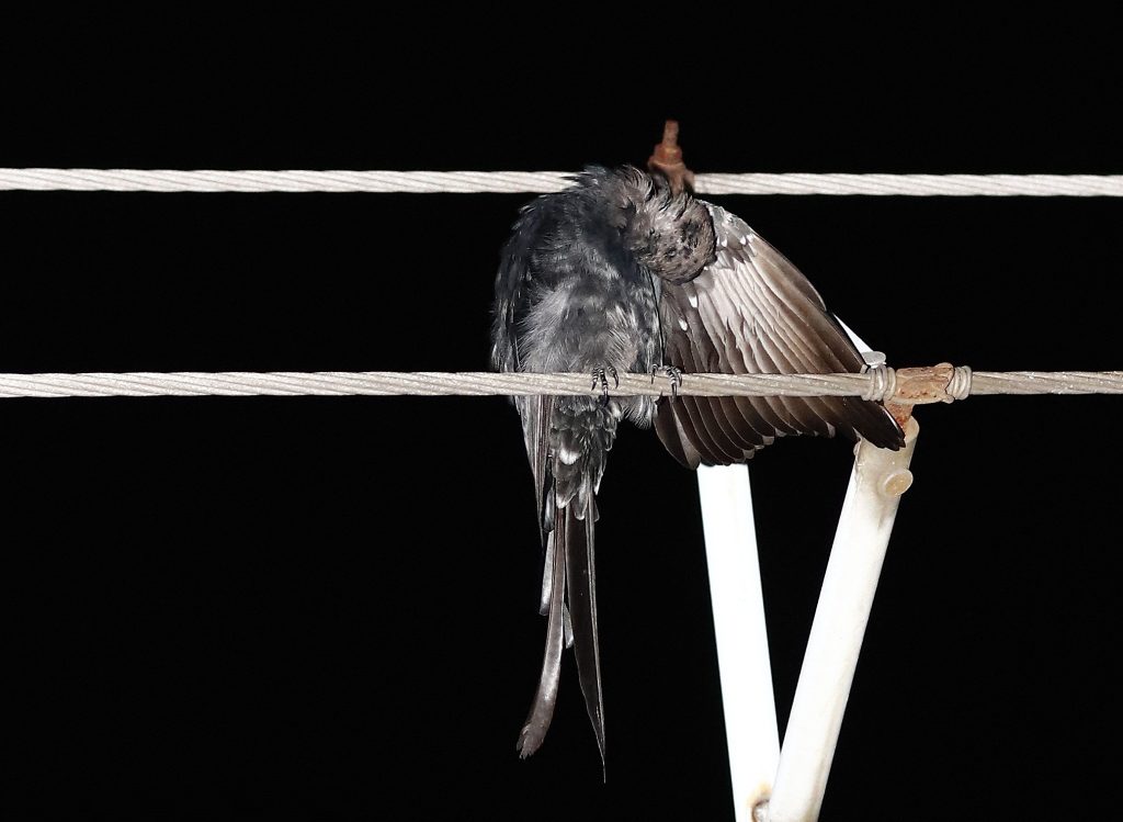 Low key bird photography - PixaHive