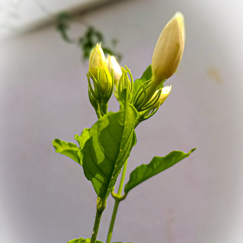 Mali flower - PixaHive