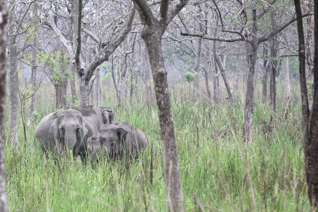 Manas National Park - PixaHive