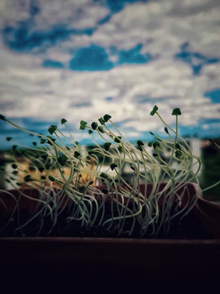 Mini plants - PixaHive