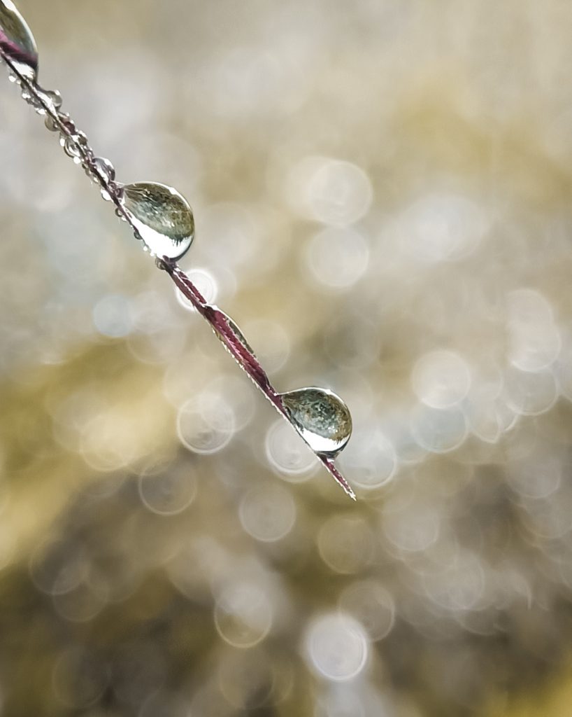 Mist drop Bokeh - PixaHive