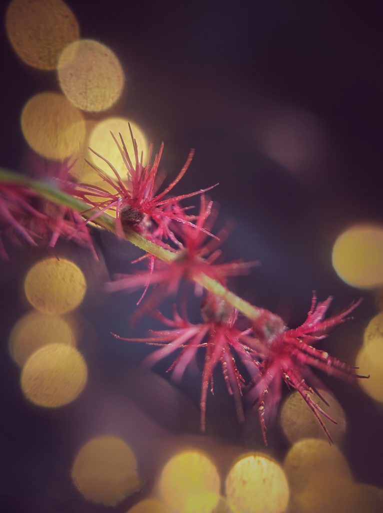 Moisture on flowers - PixaHive