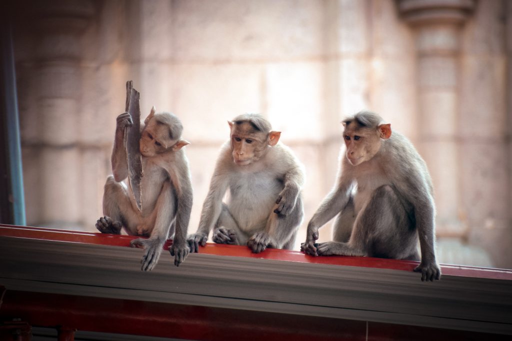 Monkey Sitting On Wall - PixaHive