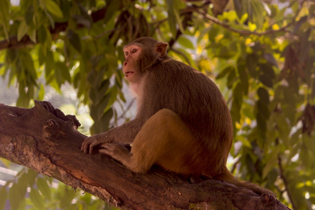 Monkey Sitting on a tree - PixaHive