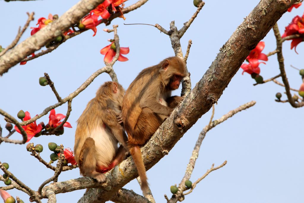 Monkey on tree - PixaHive