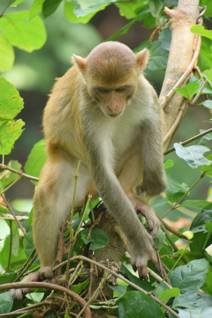 Monkey sit on the branch - PixaHive