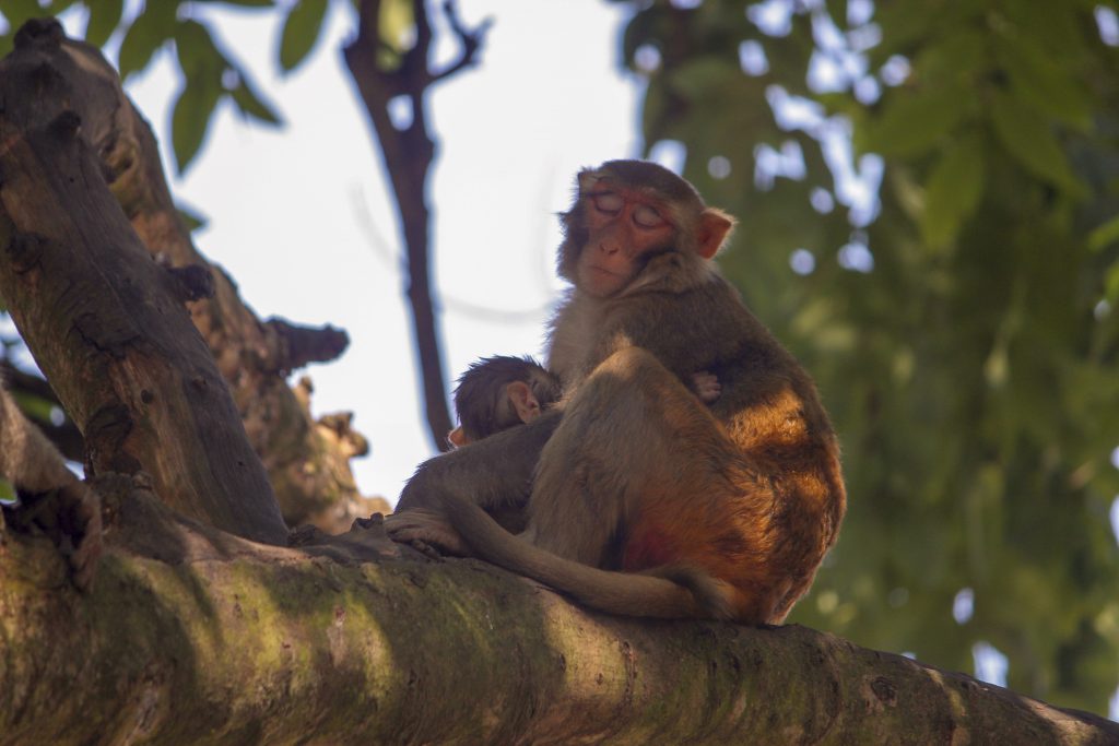 Monkey sleeping on a tree - PixaHive