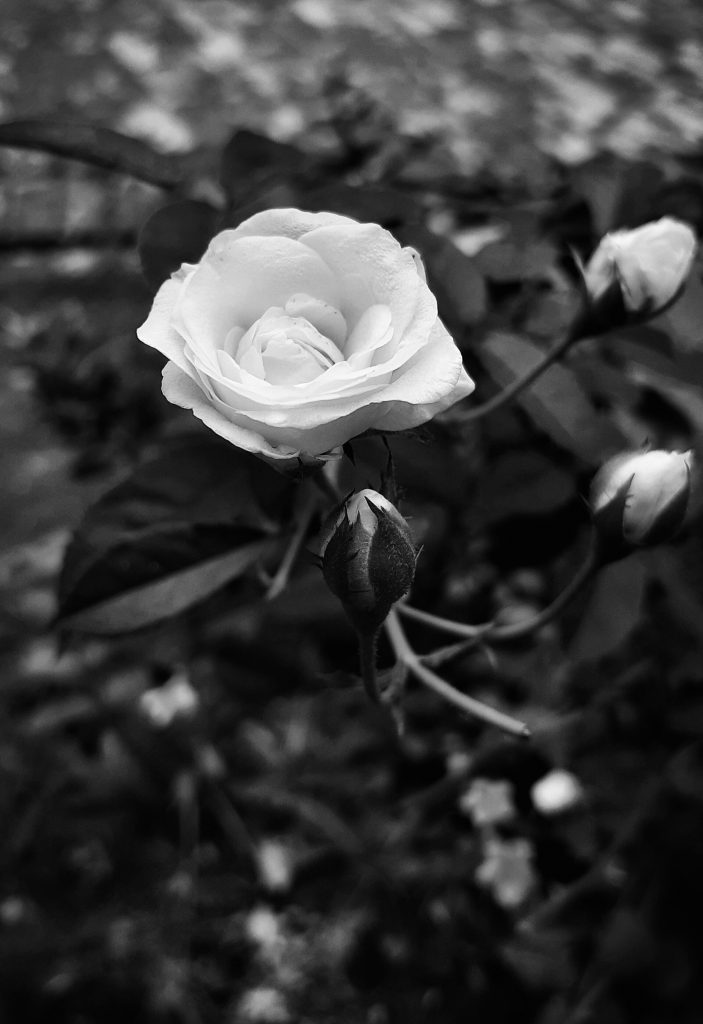 Monochromatic Rose - PixaHive