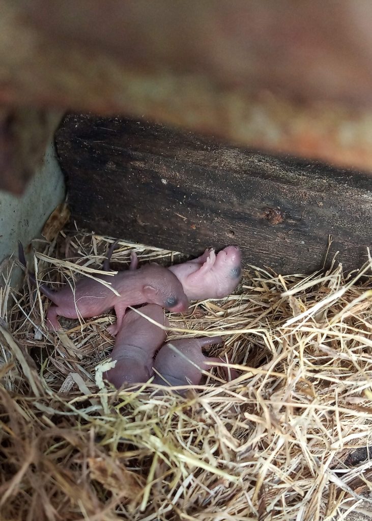 babies of mouse - PixaHive