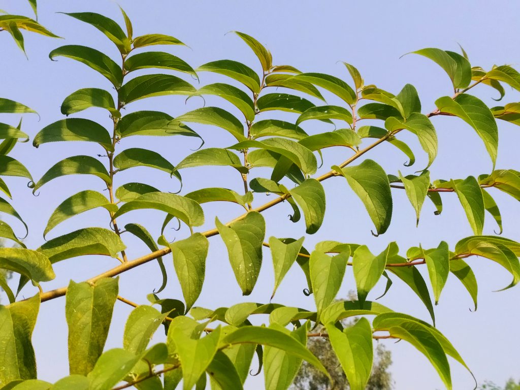 Multiple leafs - PixaHive