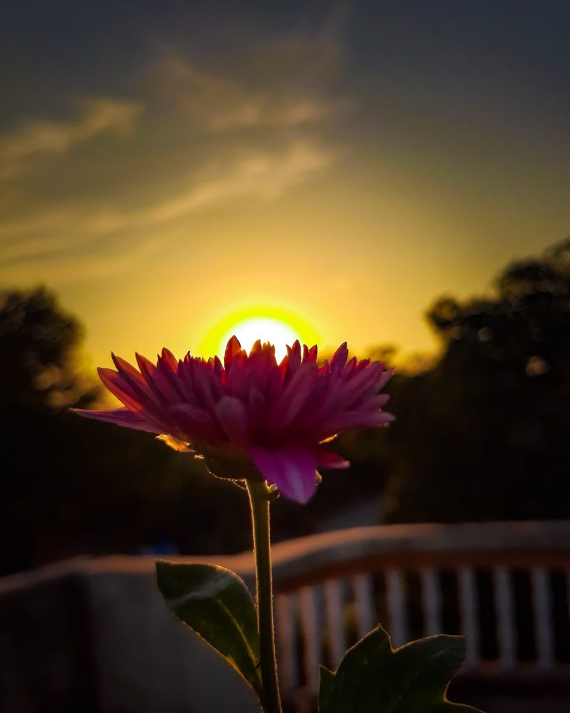 Natural Sunflower - PixaHive