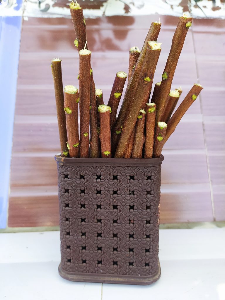 Neem branches Tooth brush - PixaHive