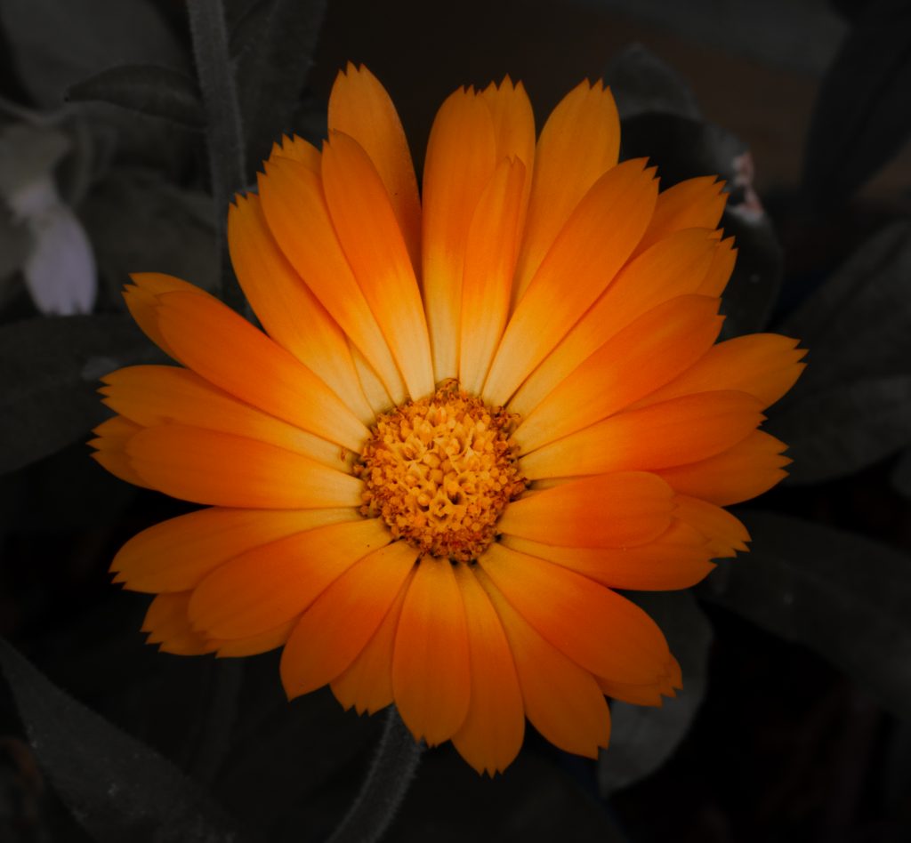 Orange Petals - PixaHive