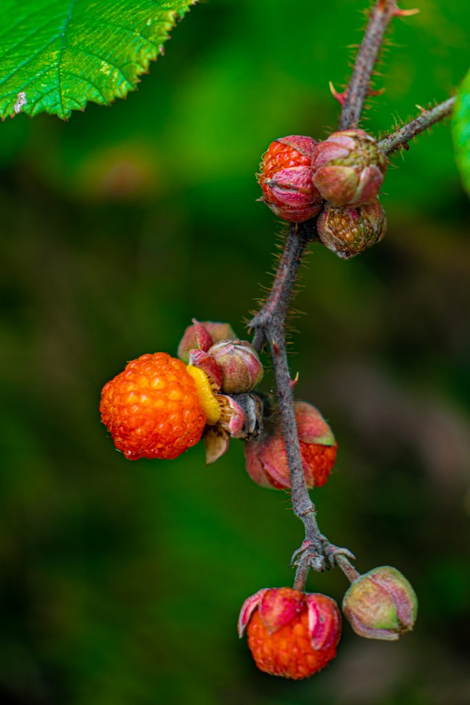 Orange Thorn Berry - PixaHive