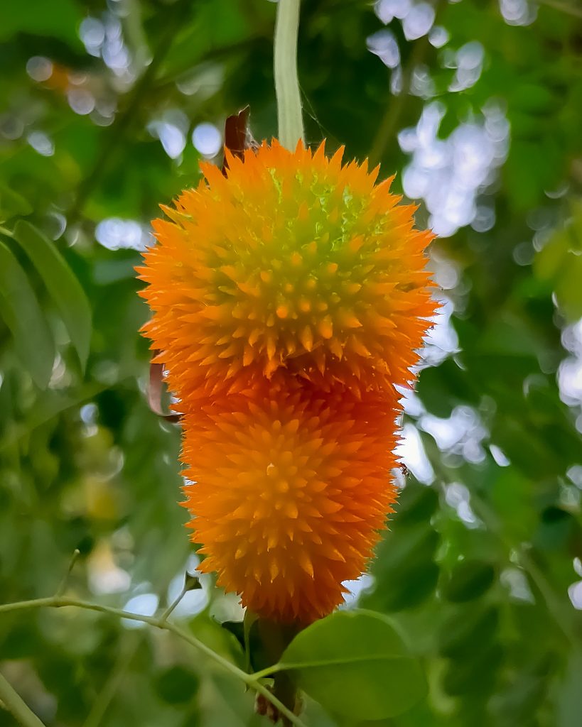 Orange colour wild fruit - PixaHive